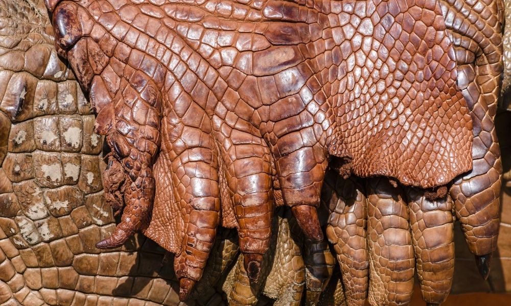How to Show Your Style With an Alligator Skin Hat – Dudes Boutique